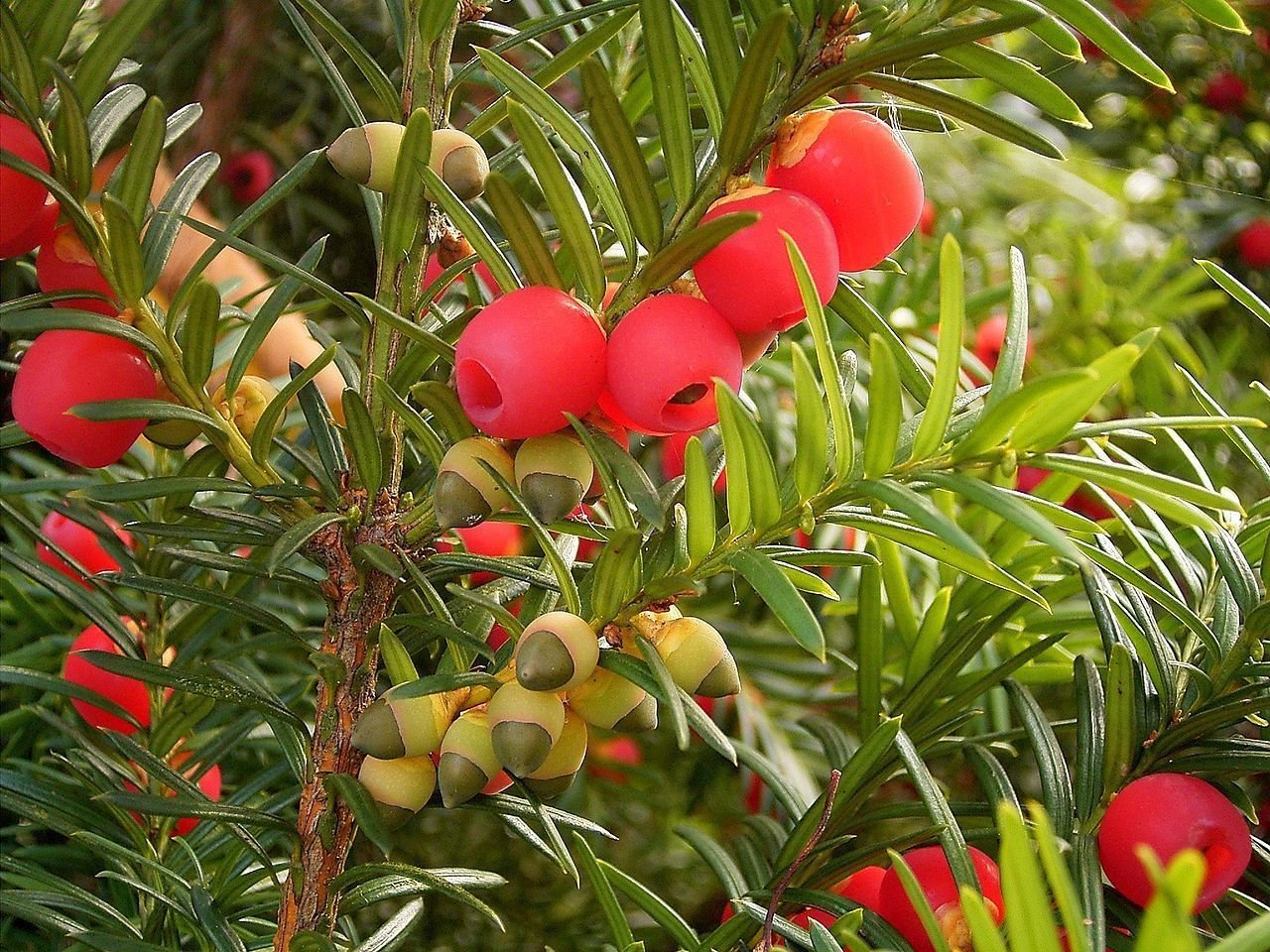 English Yew, Taxus Baccata, Tree Seeds (Evergreen, Topiary) 30 Seeds ...