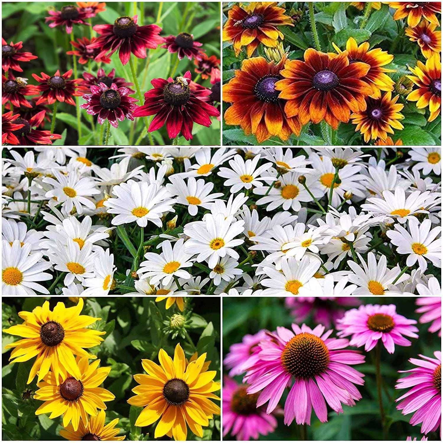 1,000 Mixed Color Coneflower Seeds for Planting - Easy to Grow Perenni ...
