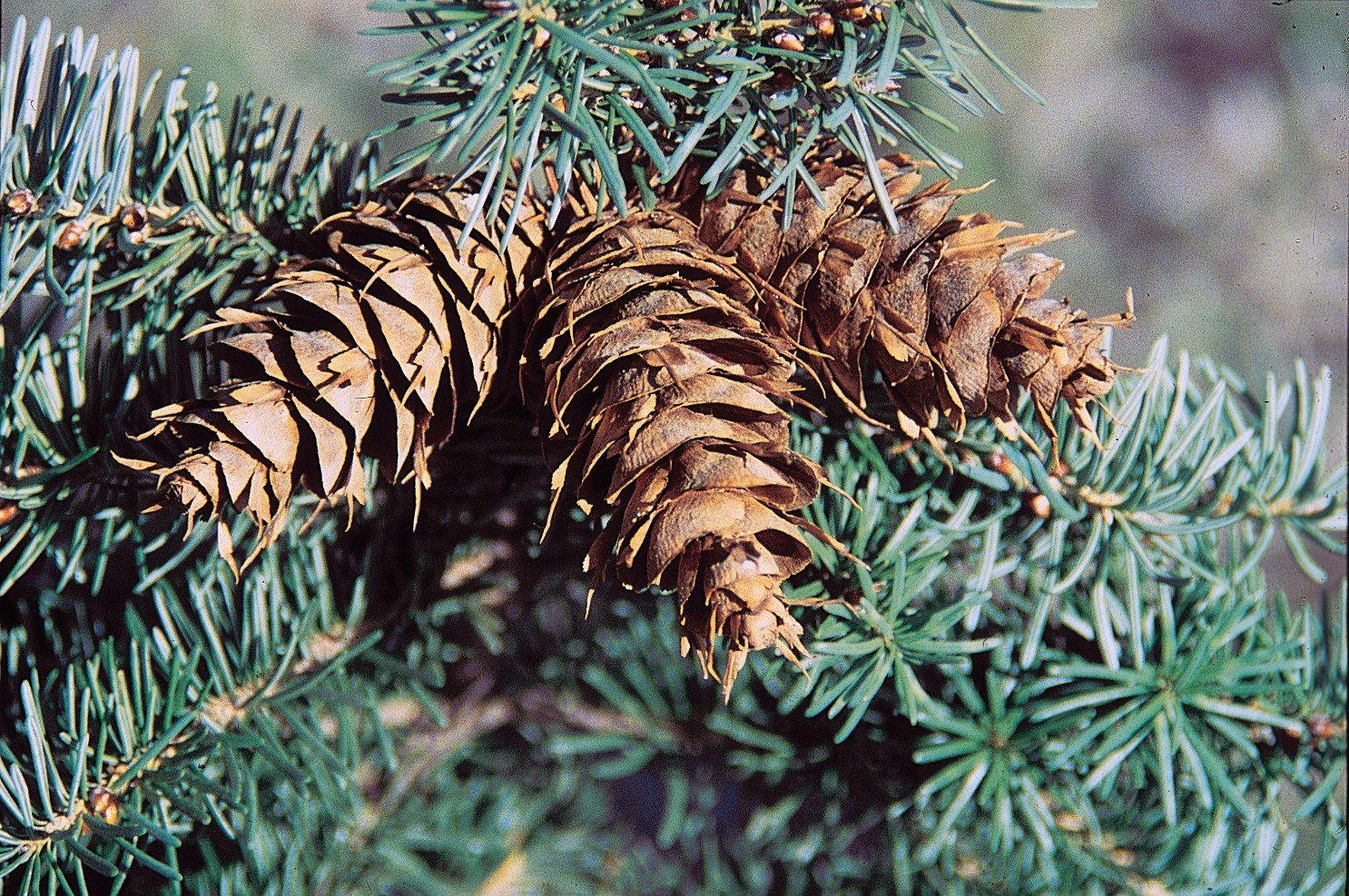 20 Seeds Douglas Fir Tree Seeds Pseudotsuga menziesii – CZGrain