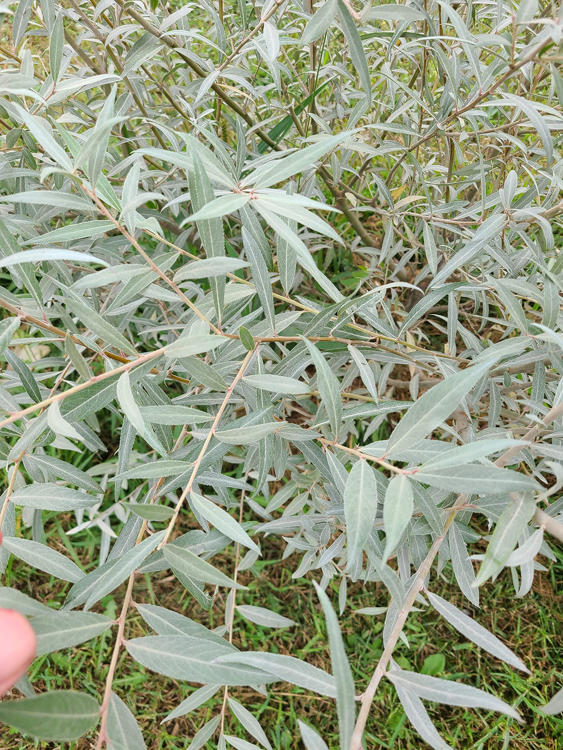 Edelweiss Willow Tree Cutting to Grow - Fast Growing Hedge or Shade. S ...