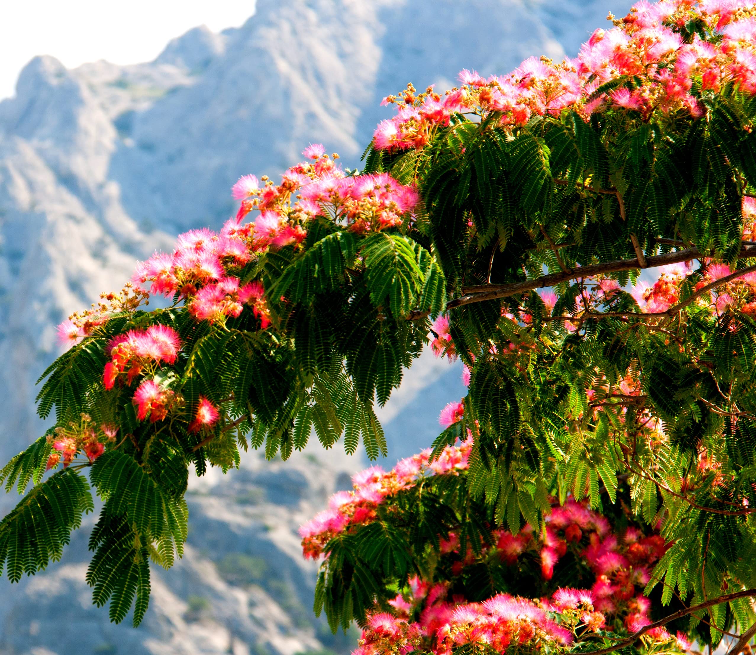 30 Persian Silk Tree Seeds - Summer Mimosa Silk Tree Seed, Silk Tree S ...