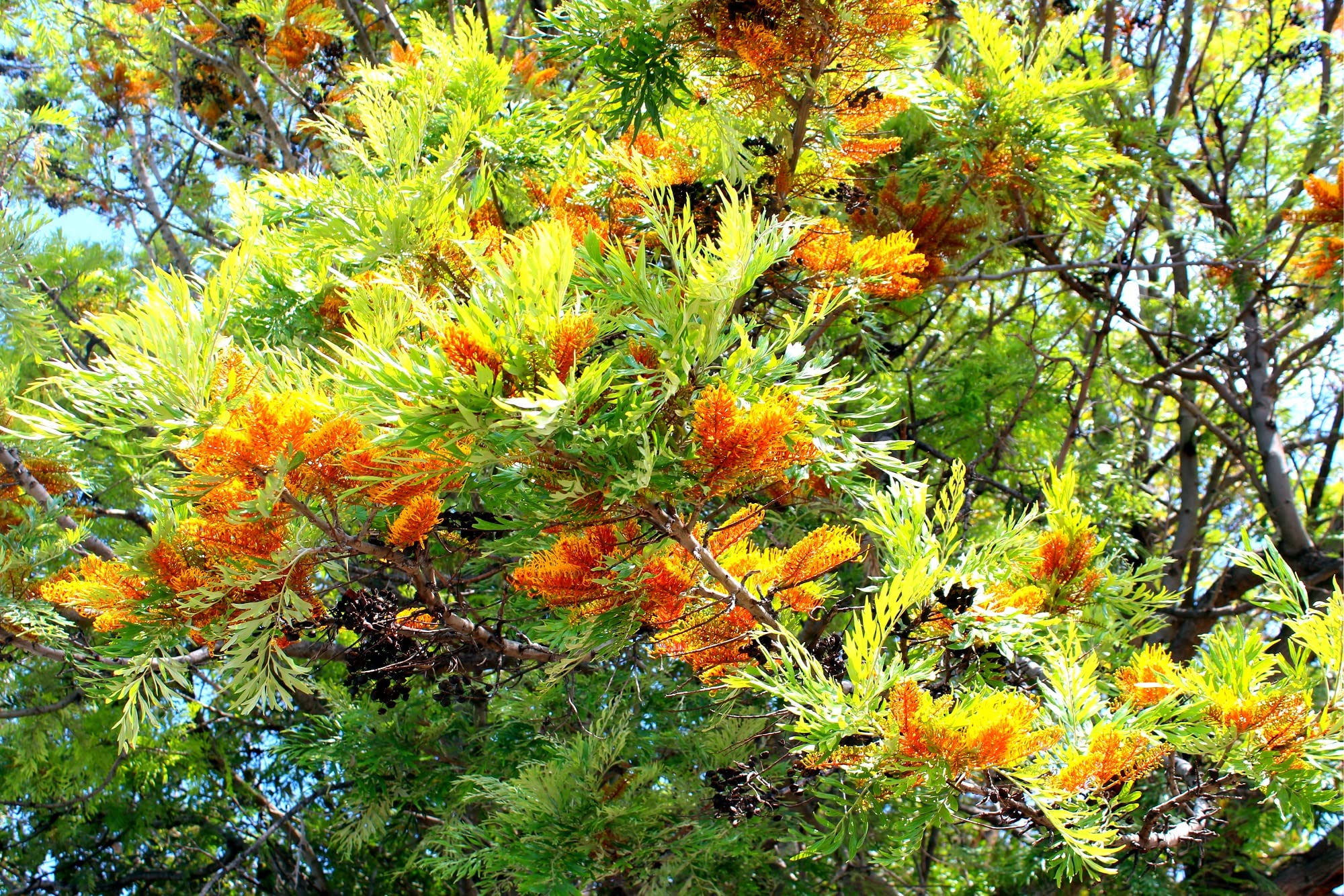 30 Silky Oak Tree Seeds for Planting - Grevillea robusta – CZGrain